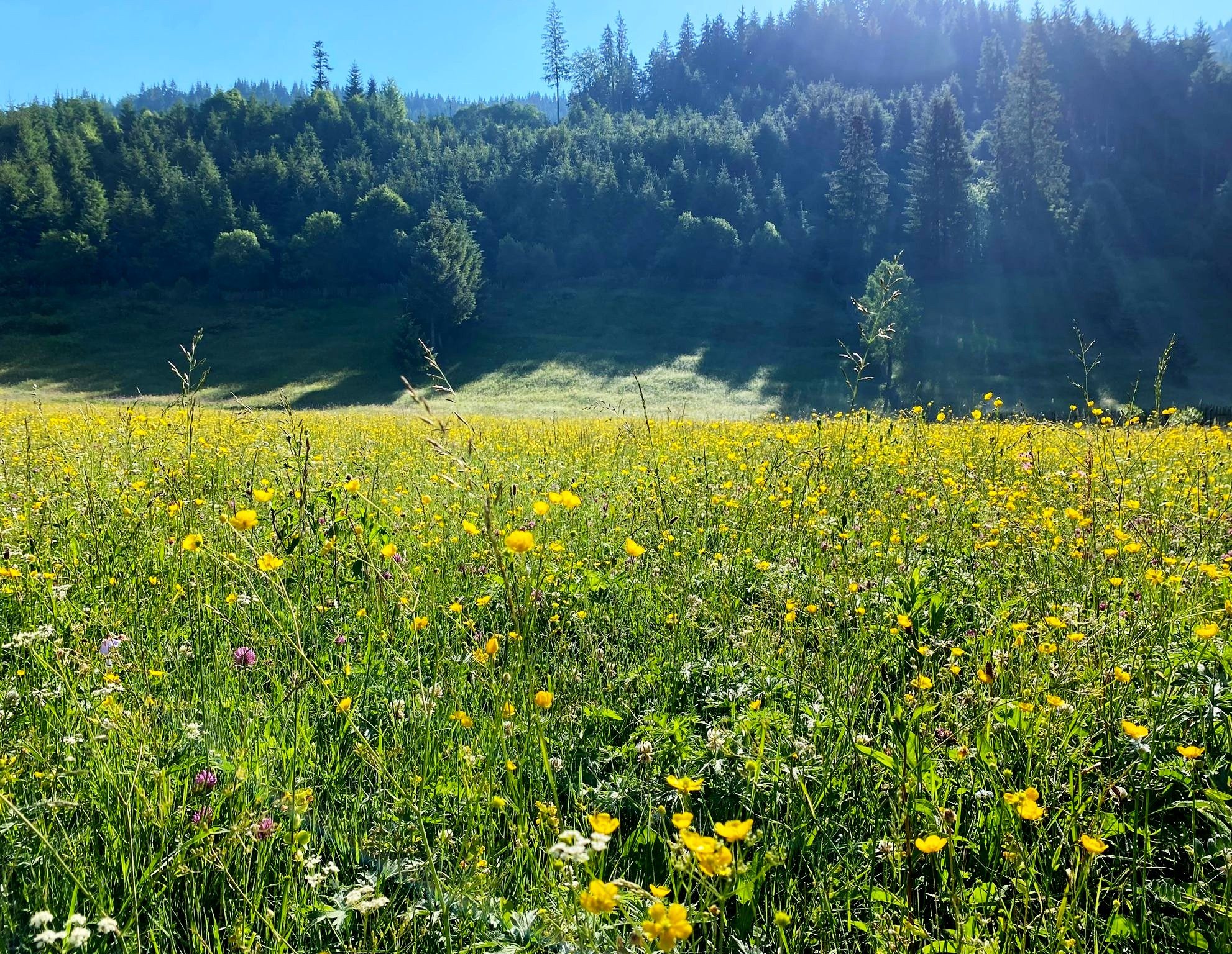 Contact – Wild Experience Fest